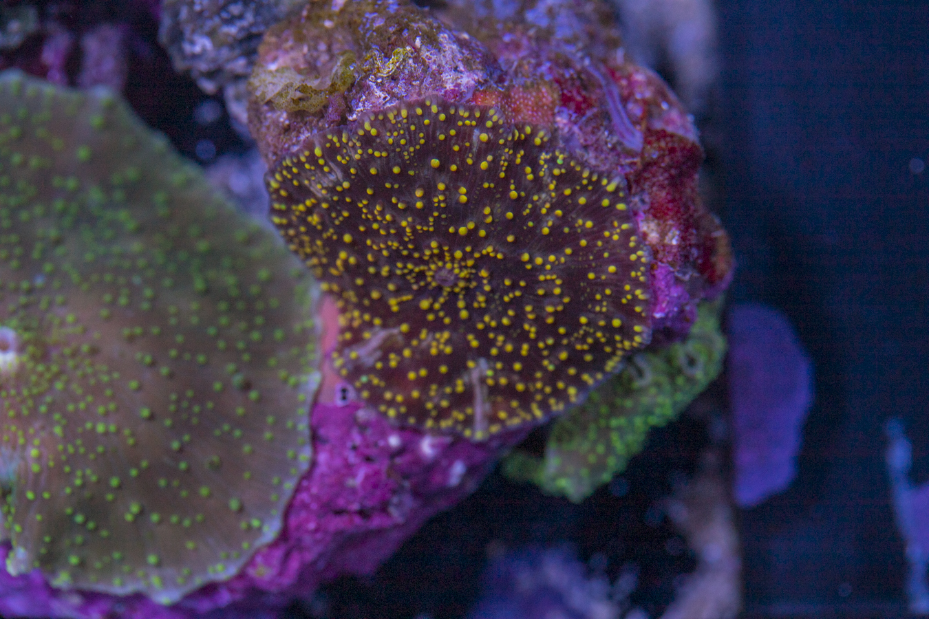 Shop Corallimorph › Reeftopia: Australia's Source for Premium Fish & Coral