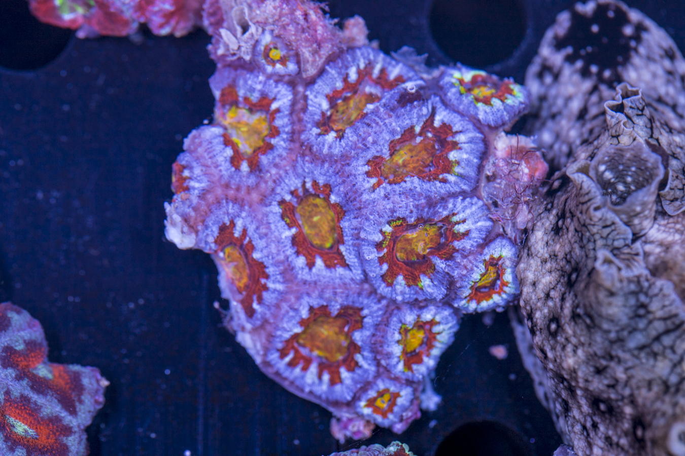 Shop Acan – Lord Howe › Reeftopia: Australia's Source for Premium Fish ...