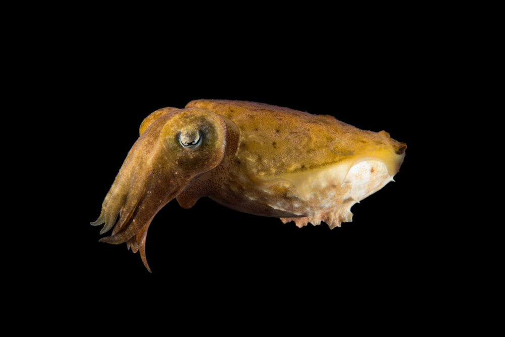 Shop Dwarf Cuttlefish - Reeftopia | Australia's Source For Premium Fish & Coral