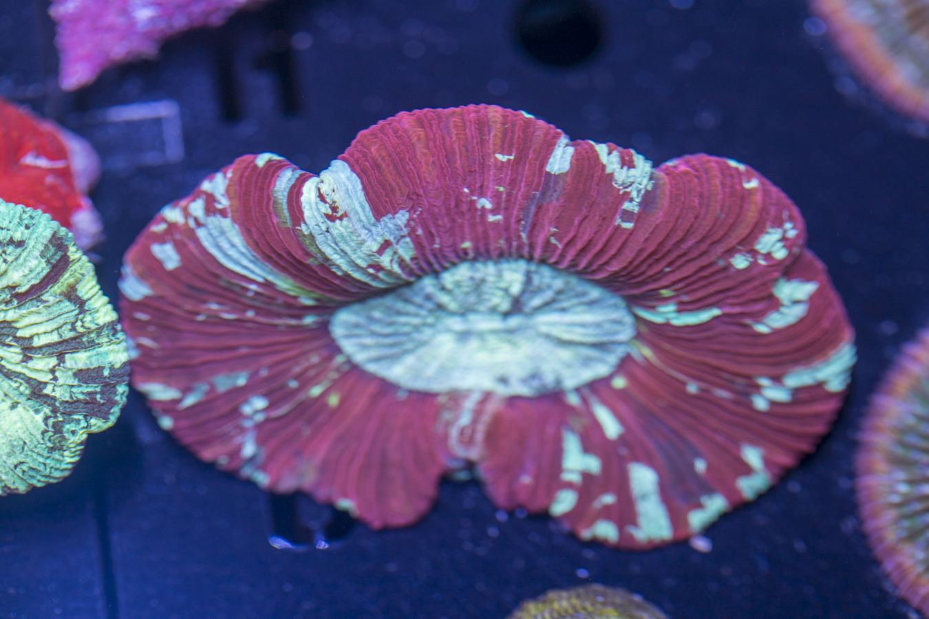 Shop Trachyphyllia - Reeftopia | Australia's Source For Premium Fish ...