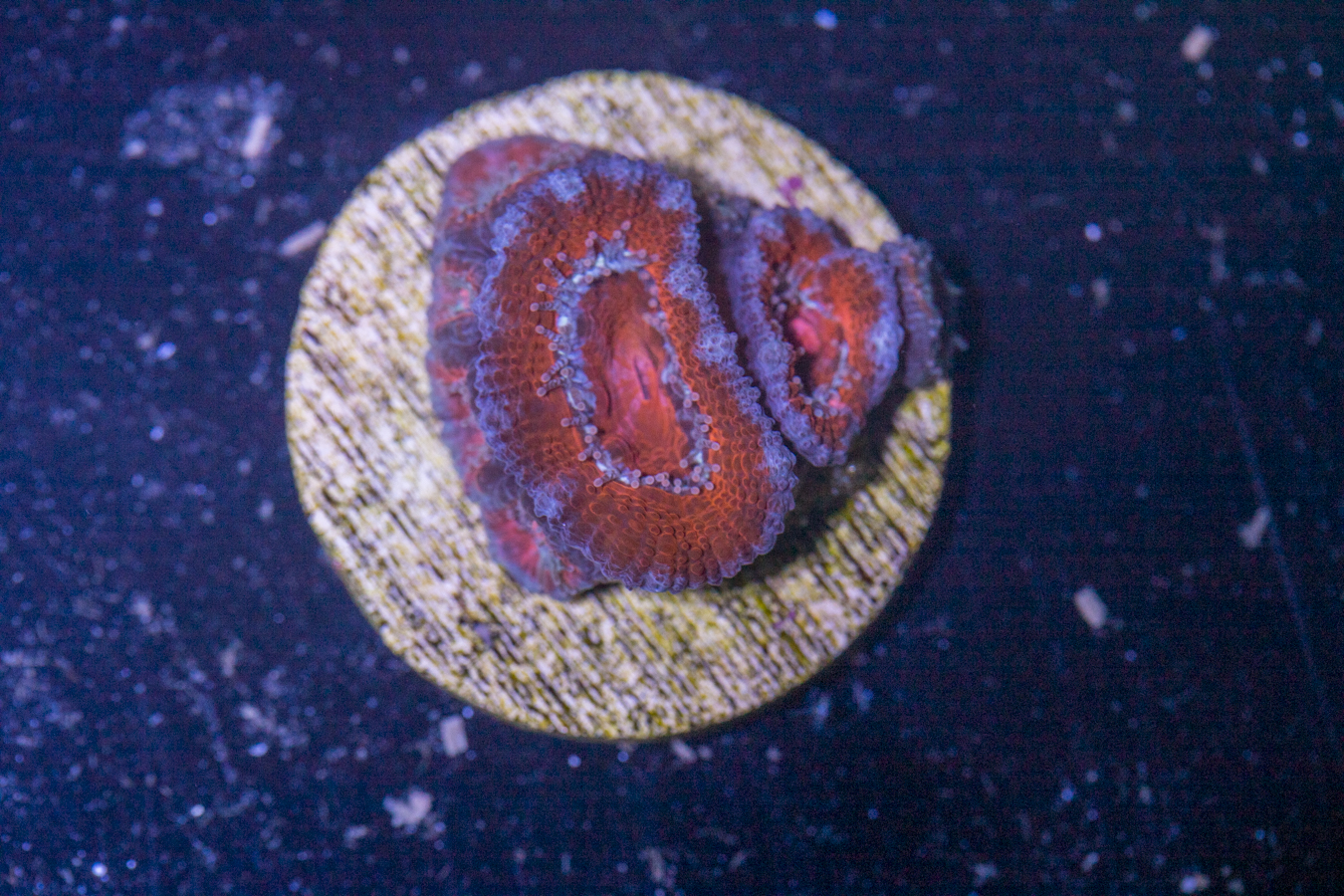Shop Acan - Lord Howe - Reeftopia | Australia's Source For Premium Fish ...
