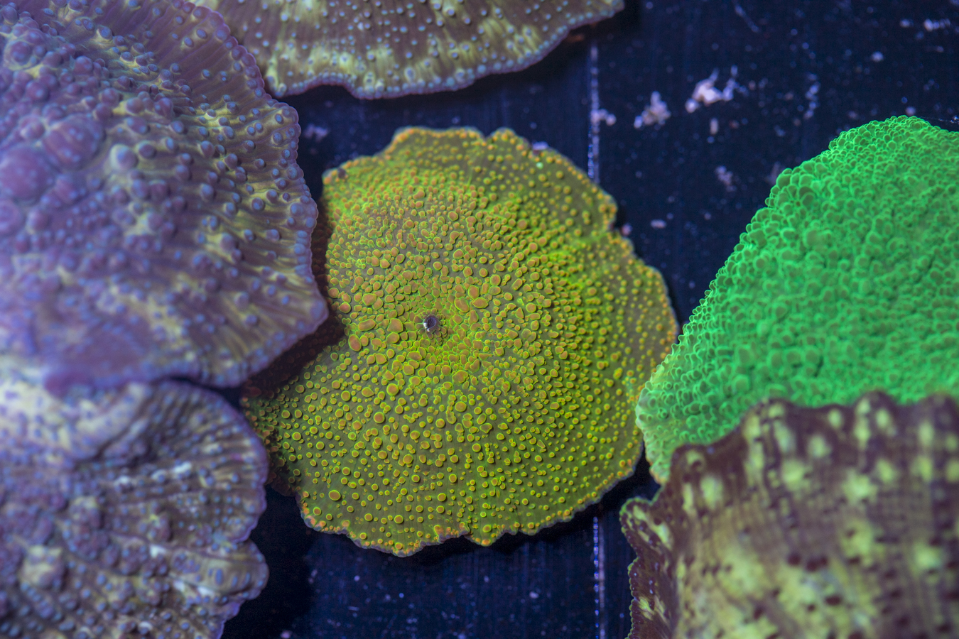 Shop Corallimorph - Reeftopia | Australia's Source For Premium Fish & Coral