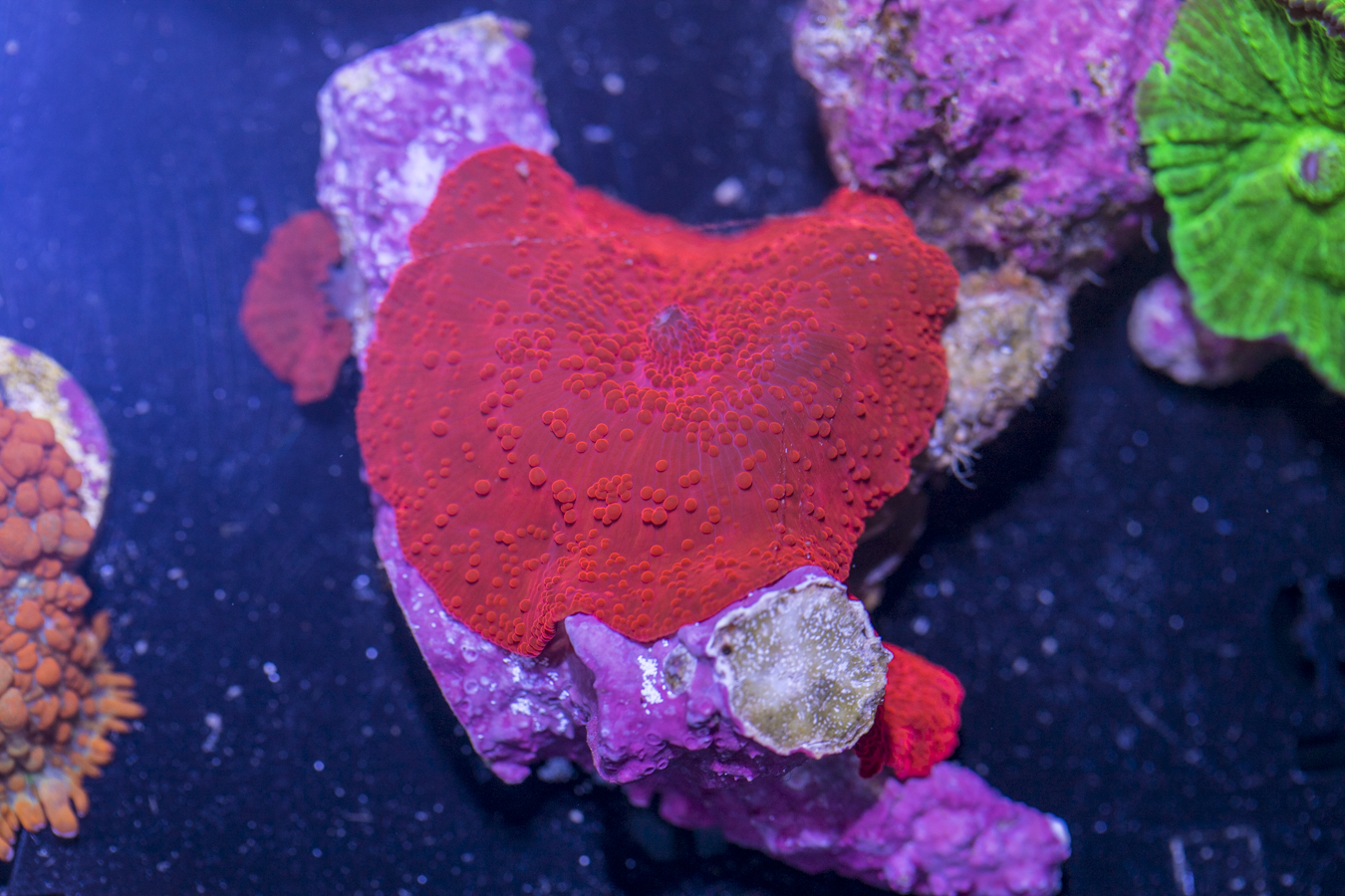 Shop Corallimorph - Reeftopia | Australia's Source For Premium Fish & Coral