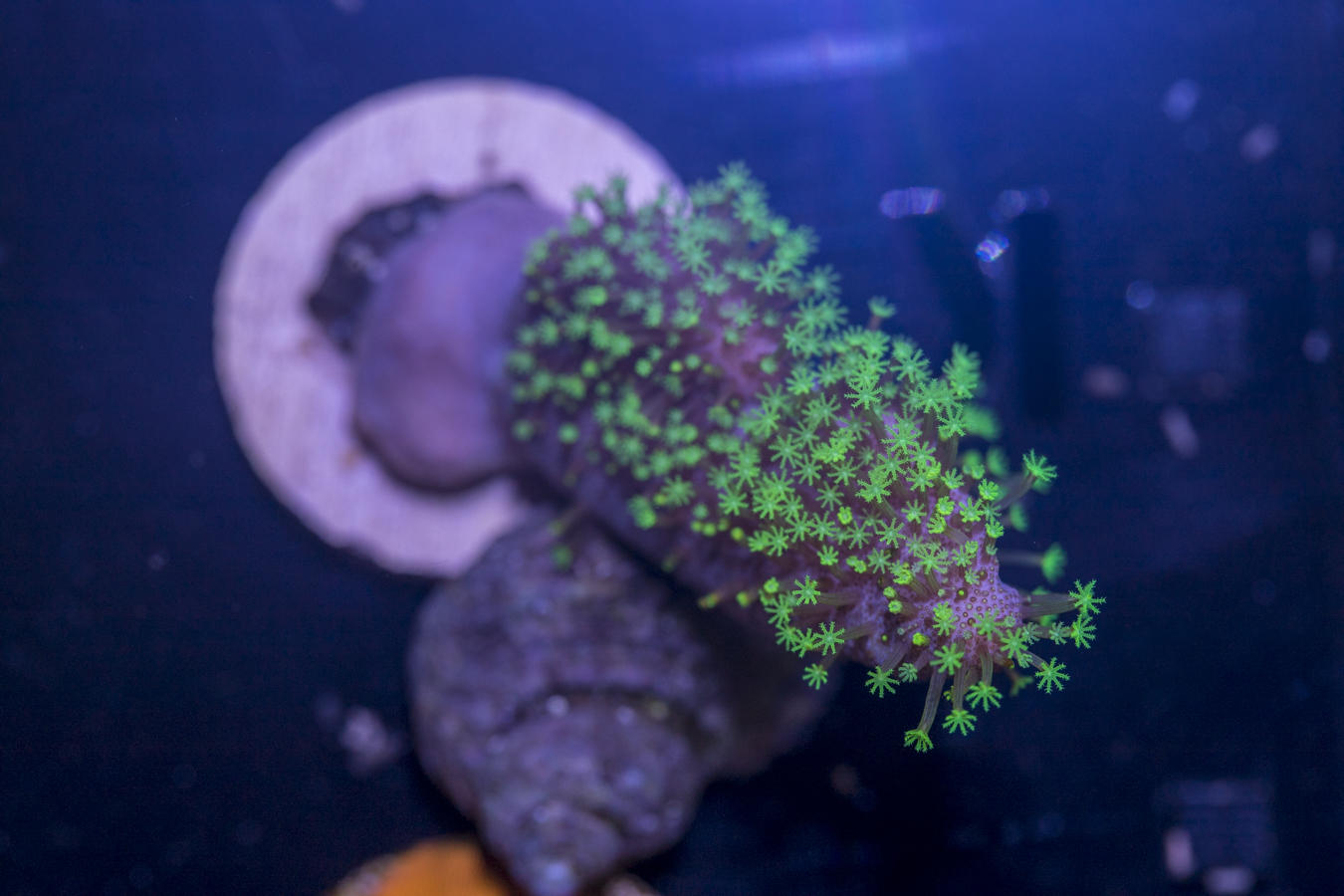 Shop K10 - Toadstool Leather - Reeftopia | Australia's Source For ...