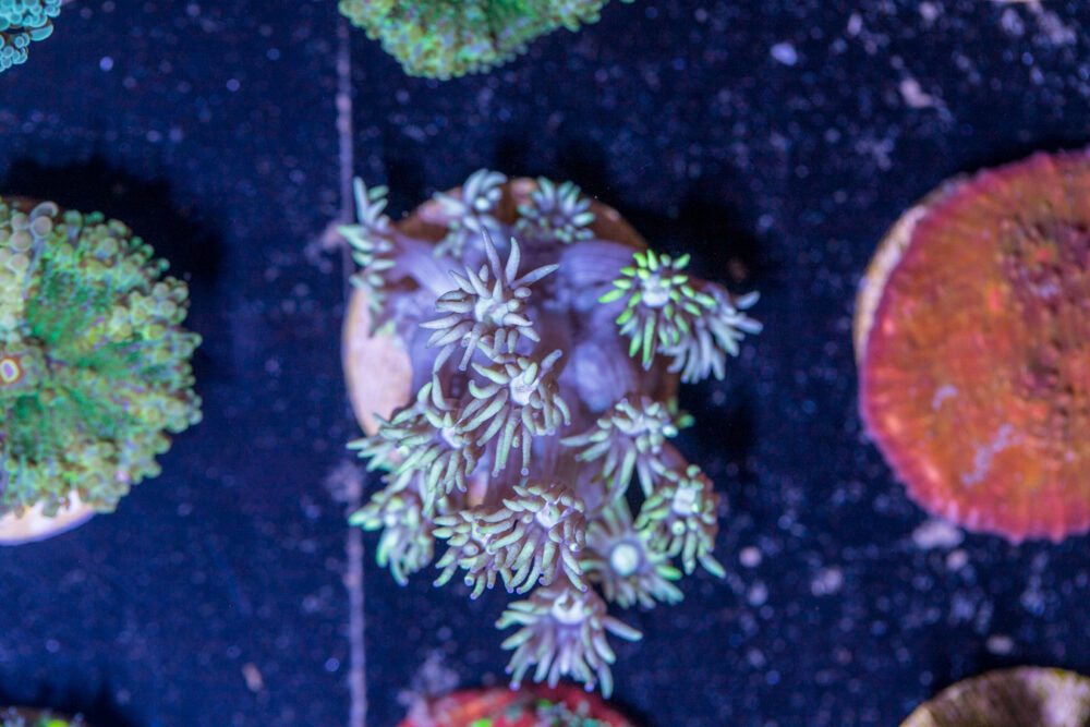 Shop J24 - Goniopora - Reeftopia | Australia's Source For Premium Fish & Coral