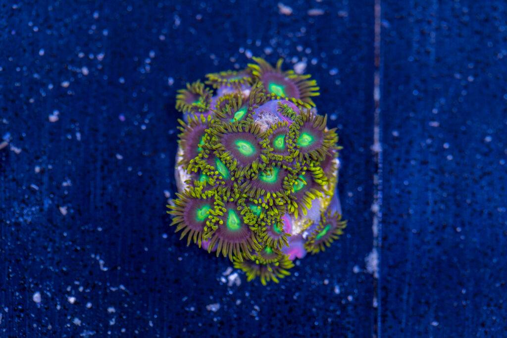 Shop Zoanthids - Green Dragon - Reeftopia | Australia's Source For ...