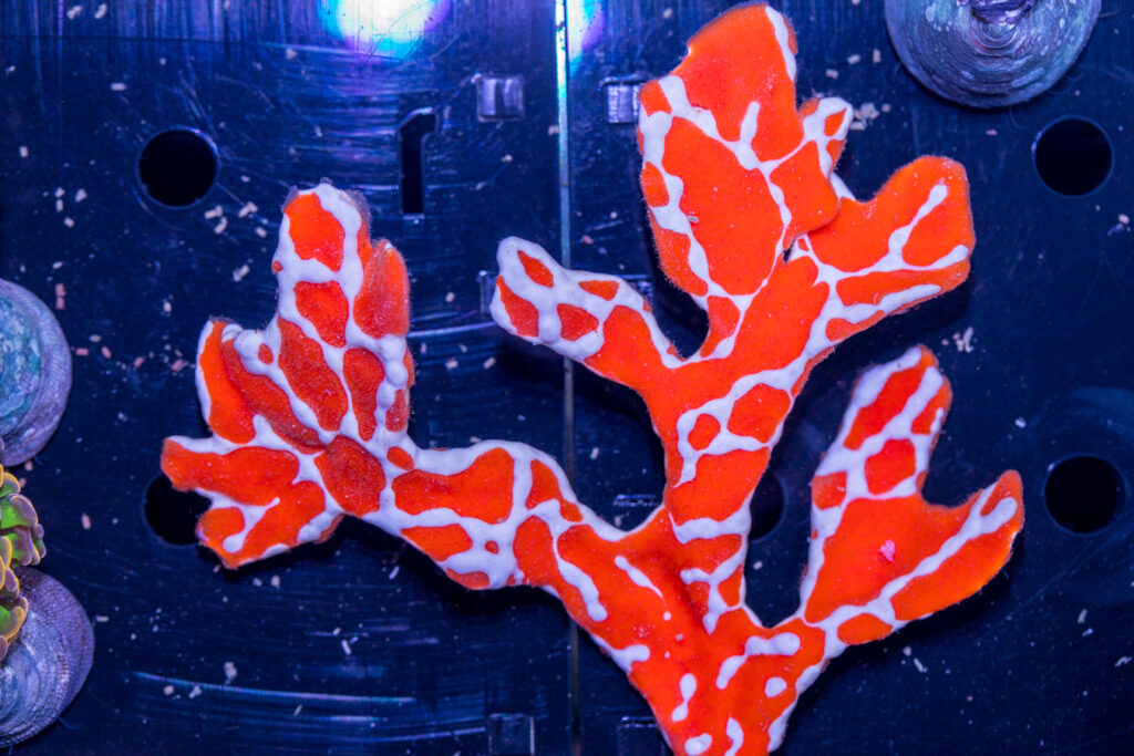 Shop Spider Sponge - Reeftopia | Australia's Source For Premium Fish ...