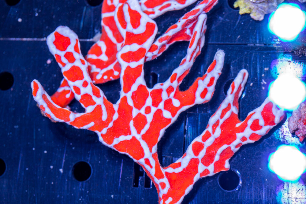 Shop Spider Sponge - Reeftopia | Australia's Source For Premium Fish ...