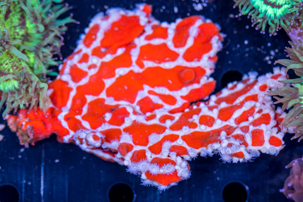 Shop Spider Sponge - Reeftopia | Australia's Source For Premium Fish ...