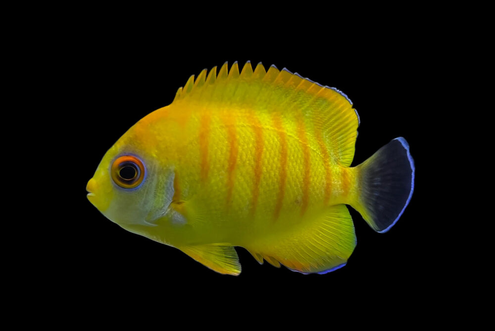 Shop Tigerpyge Angelfish - Reeftopia | Australia's Source For Premium ...